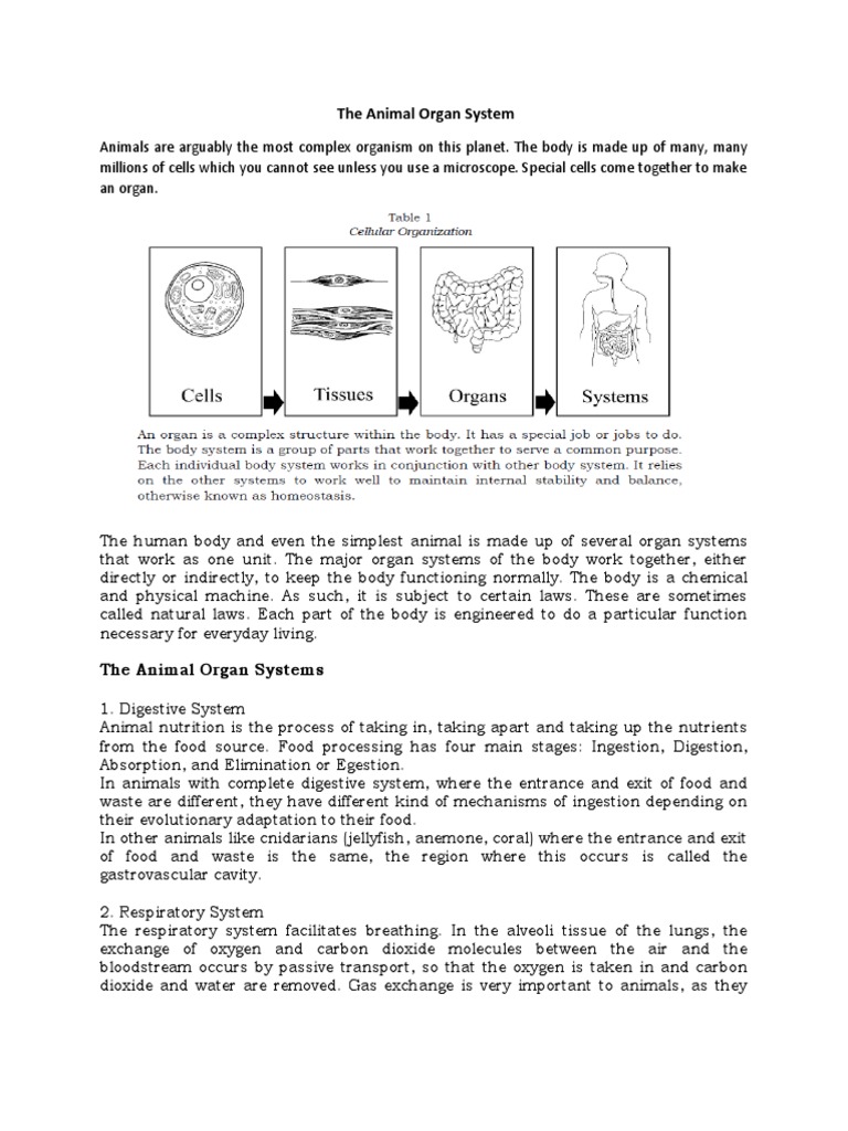 The Animal Organ System - Lesson Outline | PDF | Nervous System ...