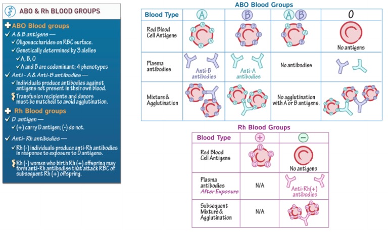 Blood Groups - ABO & RH - Draw It To Know It | PDF | Blood Type ...