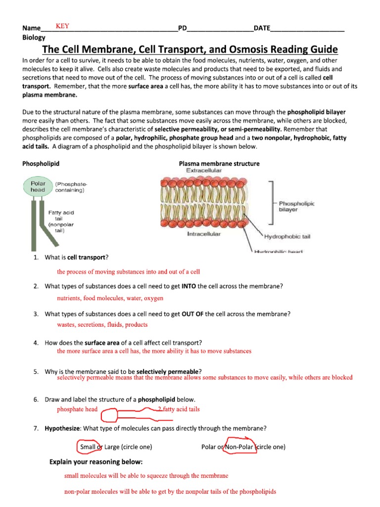 Answer Key To Cell Membrane Transport and Osmosis Reading Guide | PDF