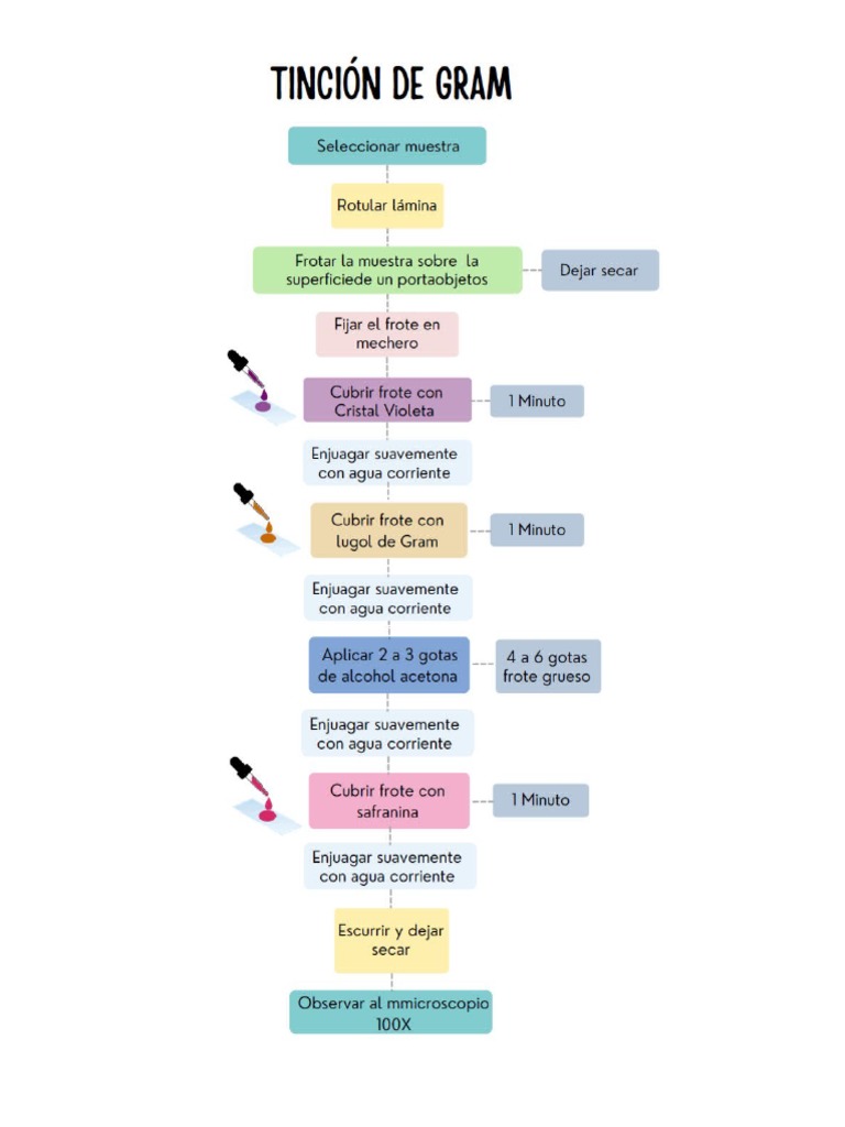 Tinción de Gram | PDF