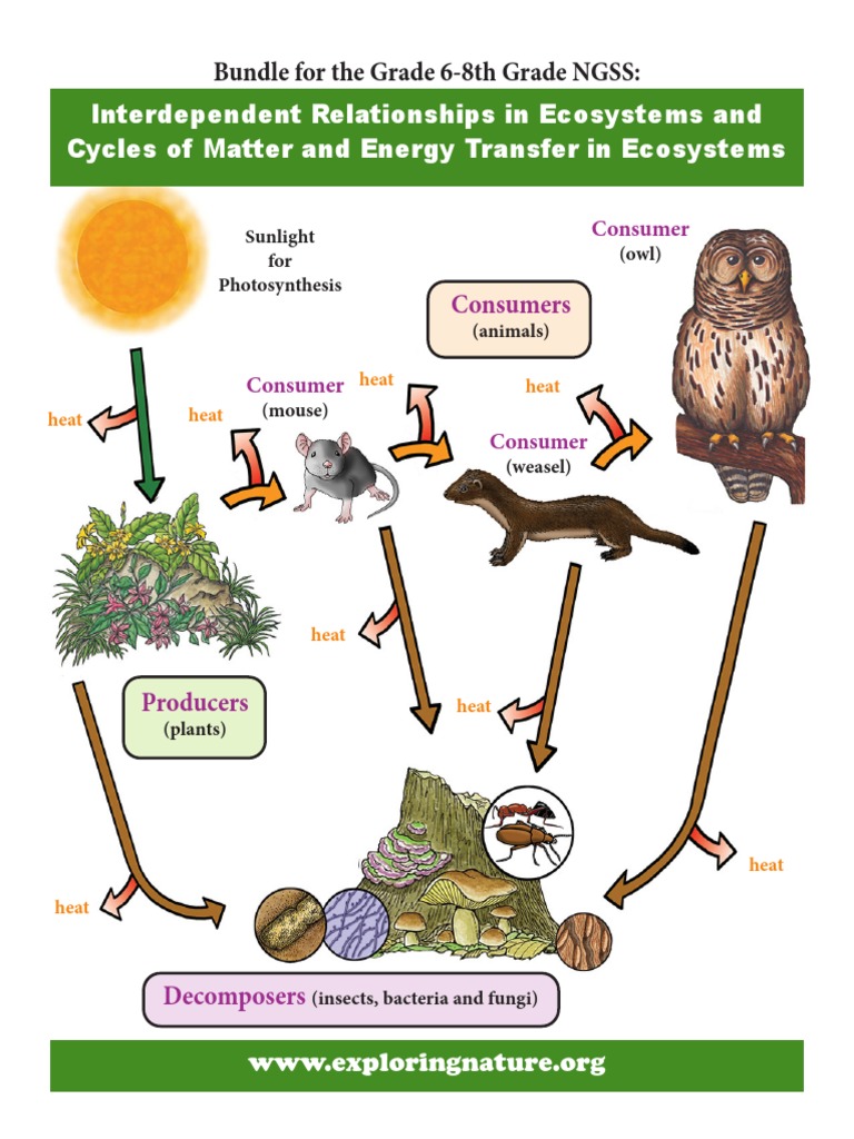 Ecosystems Interactions Energy Preview | PDF | Ecosystem | Food Web