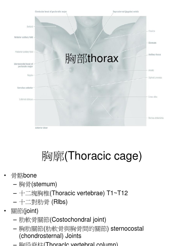 Thorax | PDF | Vertebra | Vertebral Column