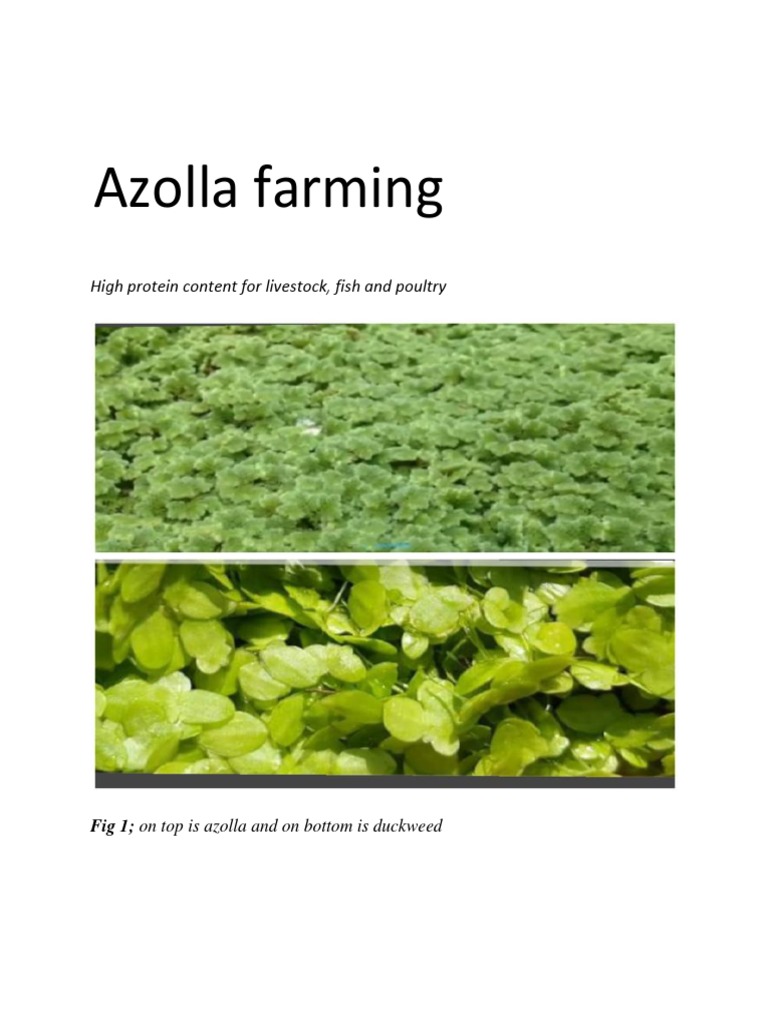 Azolla Farming-1 | PDF | Manure | Plants