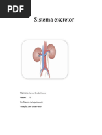 Tema 7. Sistema Excretor | PDF | Sistema urinario | Riñón