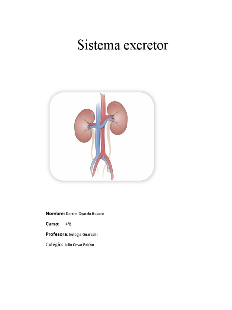 Sistema Excretor | PDF | Riñón | Sistema urinario
