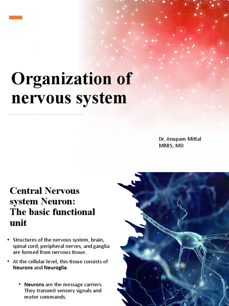 Organization of Nervous System | PDF