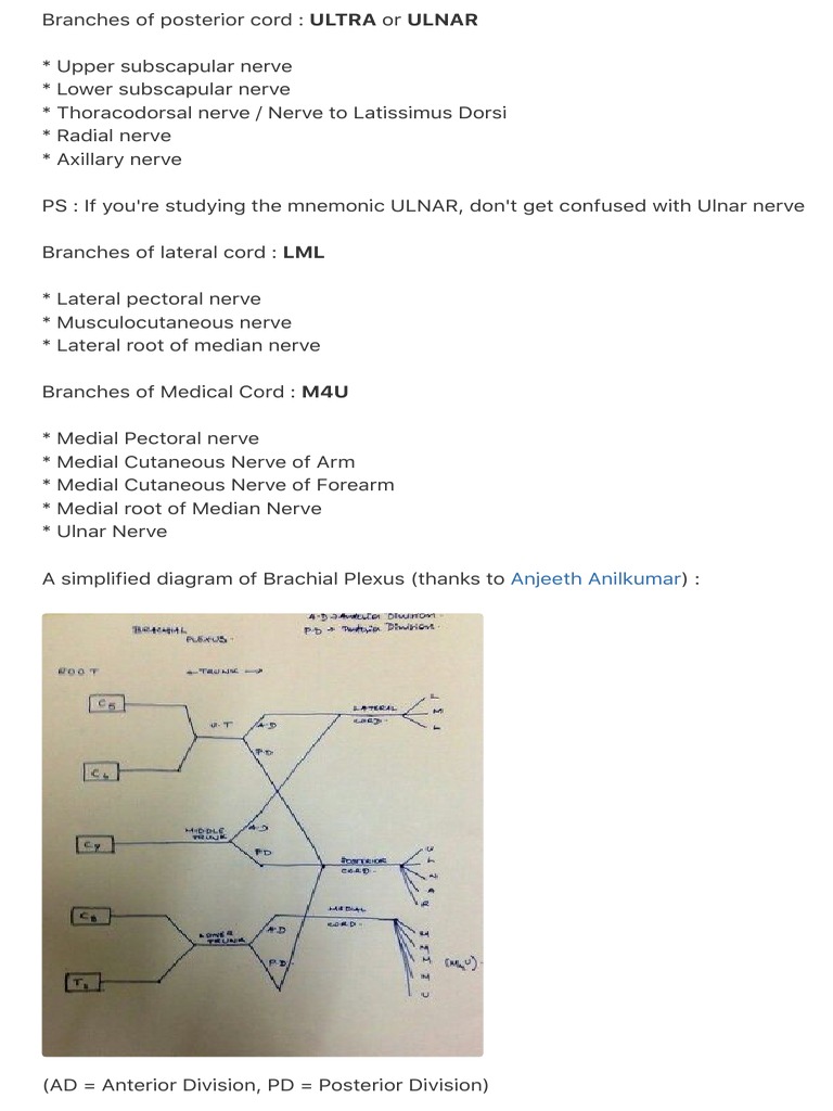 Brachial Plexus - Mnemonics | PDF | Limbs (Anatomy) | Musculoskeletal System