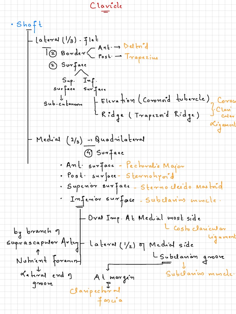 Clavicle (Bone and Attachments) Flow Chart | PDF