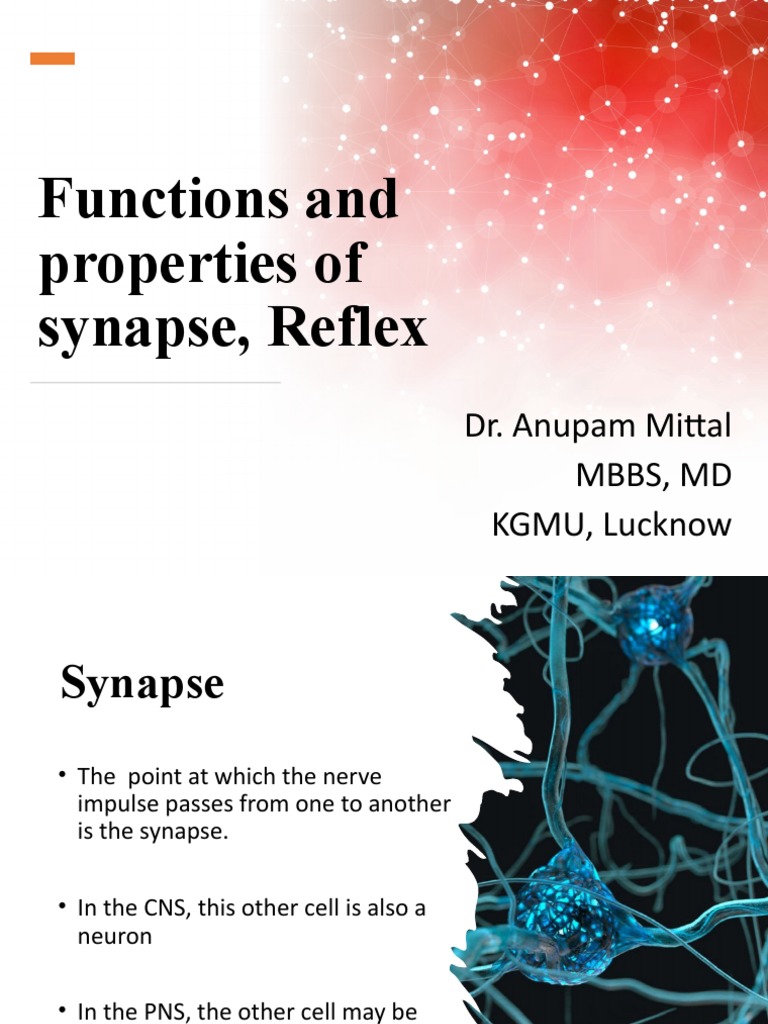 Functions and Properties of Synapse, Reflex | PDF | Chemical Synapse ...
