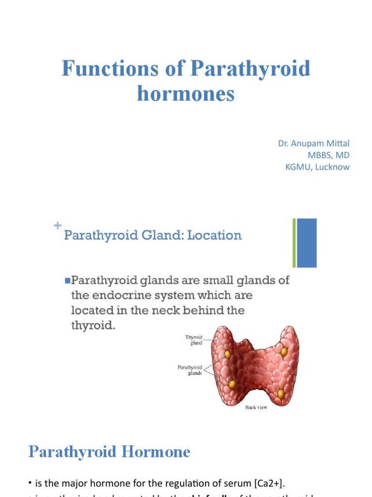Functions Of Parathyroid Hormone Pdf Parathyroid Gland Endocrinology