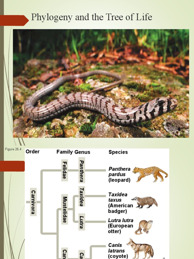 Phylogeny and The Tree of Life | PDF
