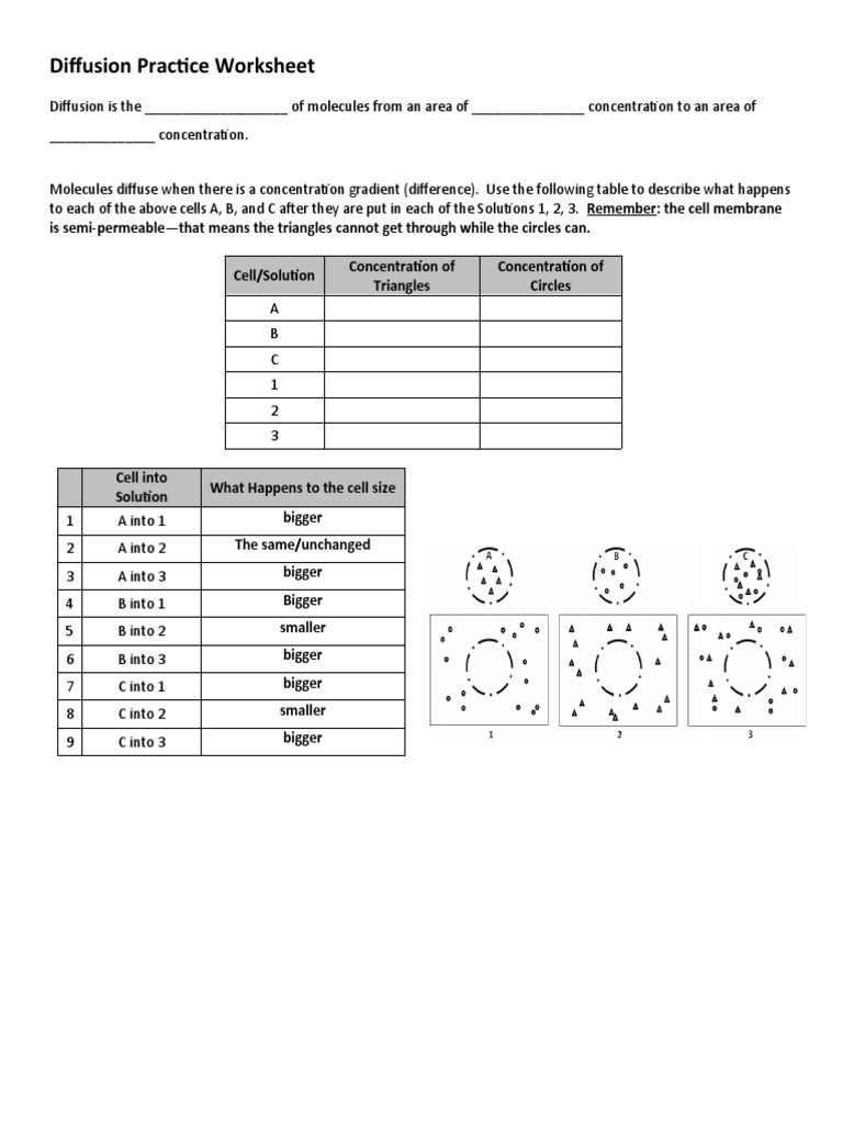Diffusion Practice Worksheet -Answers | PDF