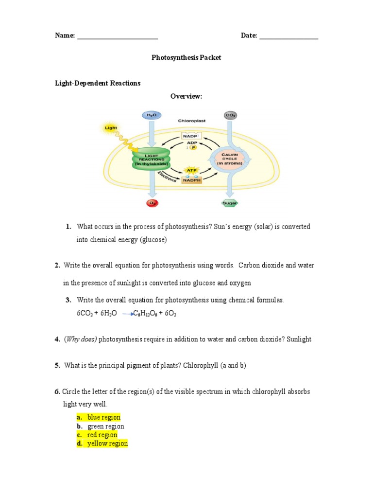 Photosyntesis Worksheet 3 | PDF | Photosynthesis | Chloroplast