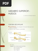 Anatomía del Cúbito: Estructura y Función | PDF | Codo | Extremidades ...