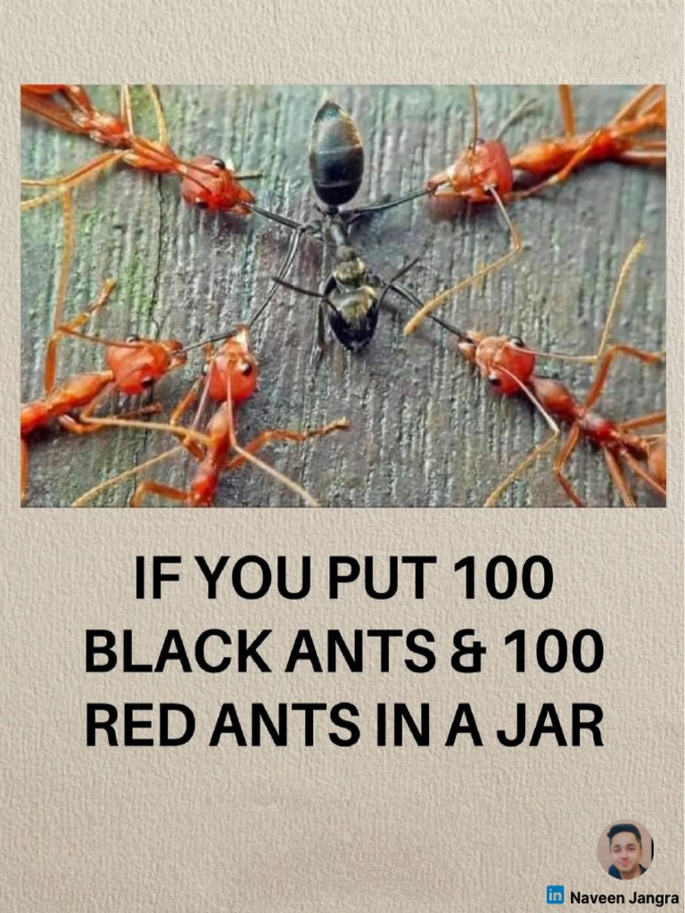 If Yoy Put 100 Black Ants and 100 Red Ants in Ajar What Will Happen | PDF