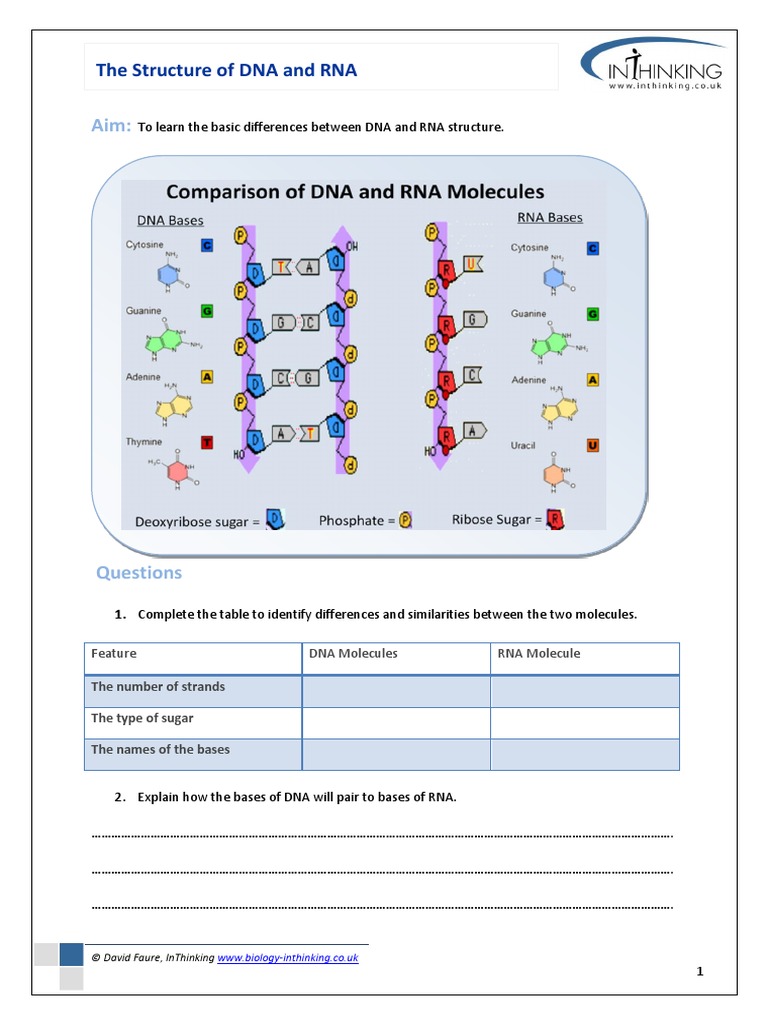 Dna Rna Worksheet | PDF