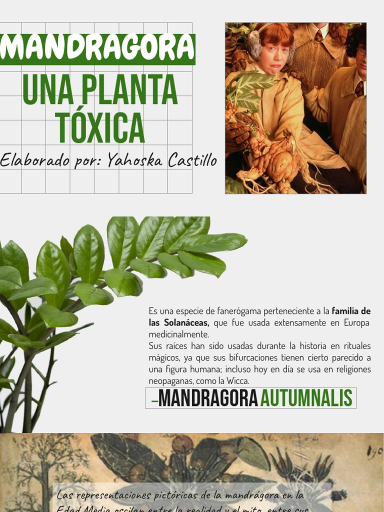 MANDRÁGORA | PDF | Plantas