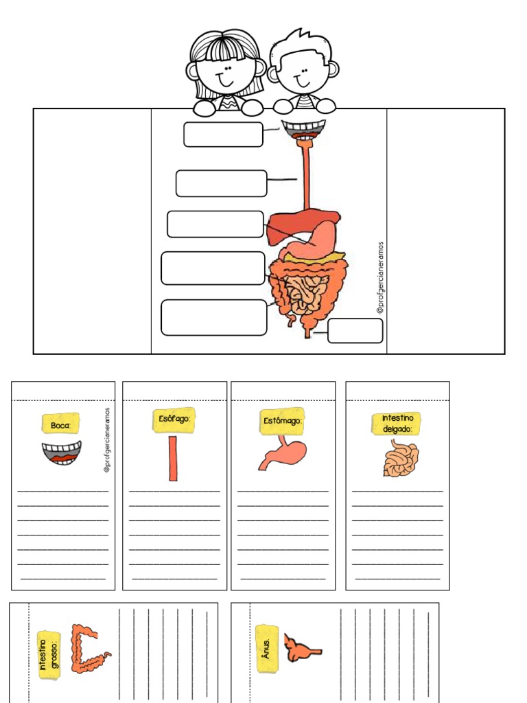 LAPBOOK Sistema Digestório Final | PDF
