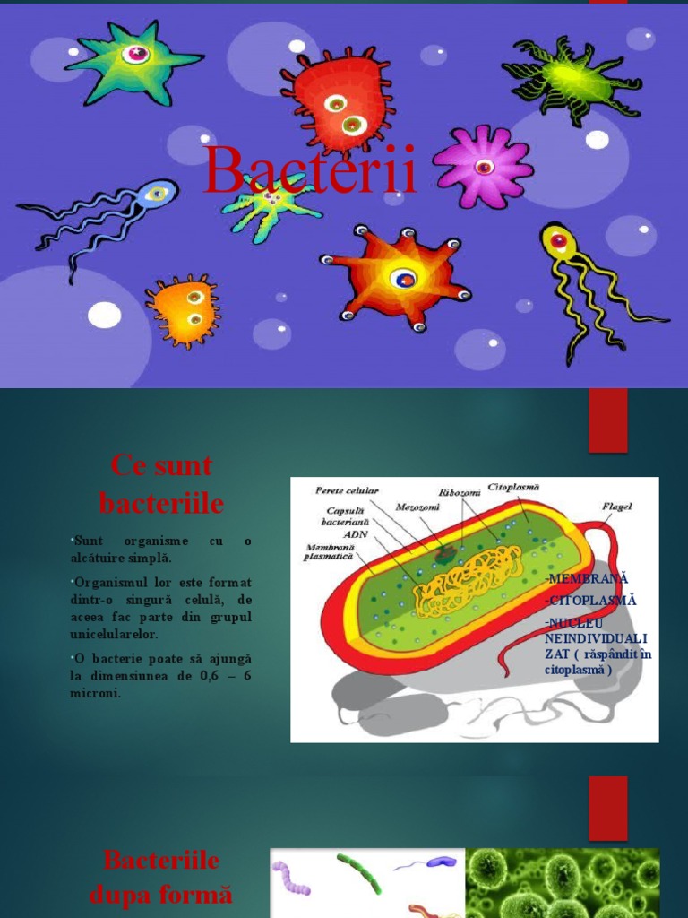 Bacterii Clasa 5 2020 | PDF