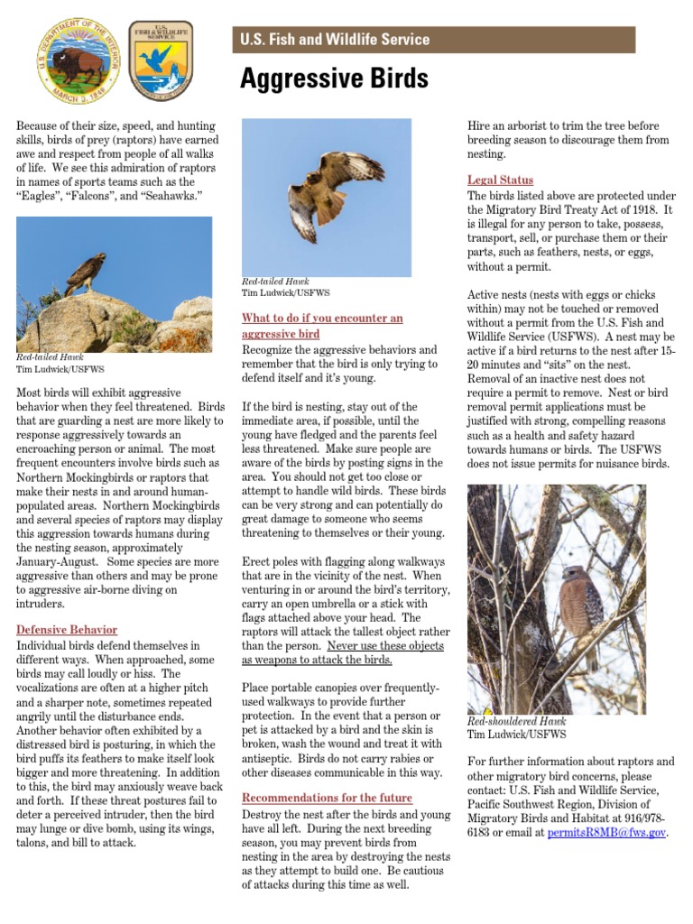 Aggressive Birds | PDF | Birds | Nest
