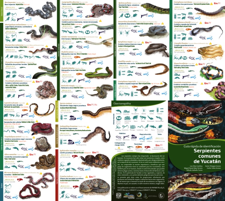 Triptico Serpientes | PDF | Reptiles Of North America | Herpetology