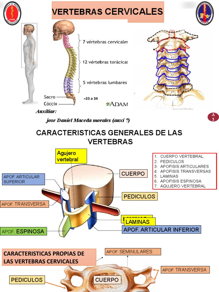 Anatomía de las Vértebras Cervicales | PDF | Vértebra | Tórax (anatomía ...