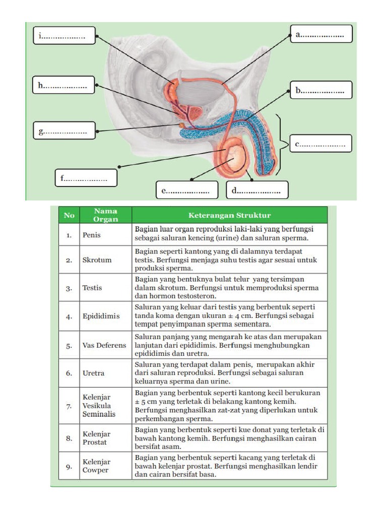 Struktur Organ Reproduksi Pria | PDF