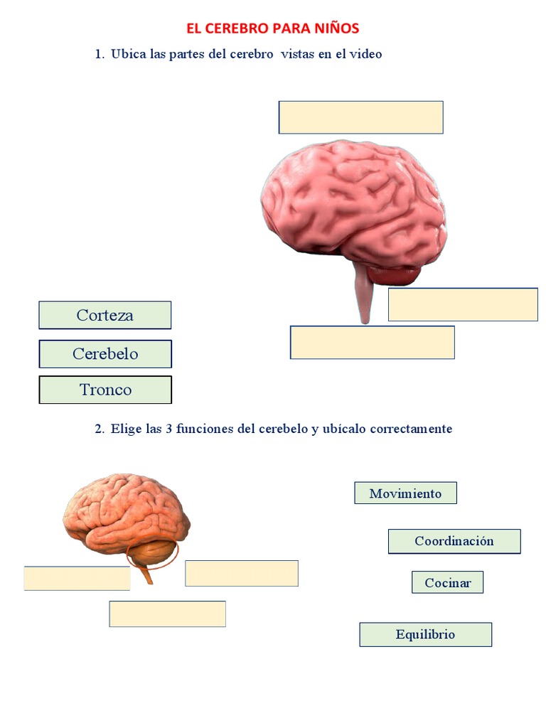 El Cerebro Para Niños Pdf