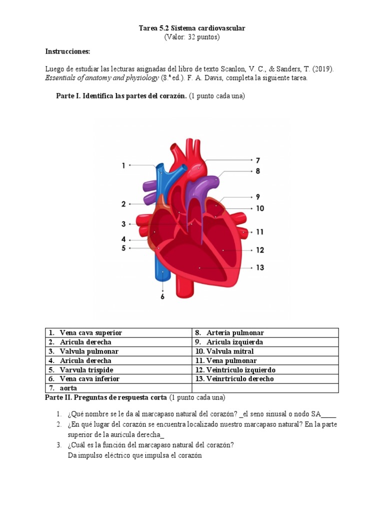 M5 - SISTEMA - CARDIOVASCULAR - TAREA - 5-2 L | PDF | Sistema circulatorio | Corazón