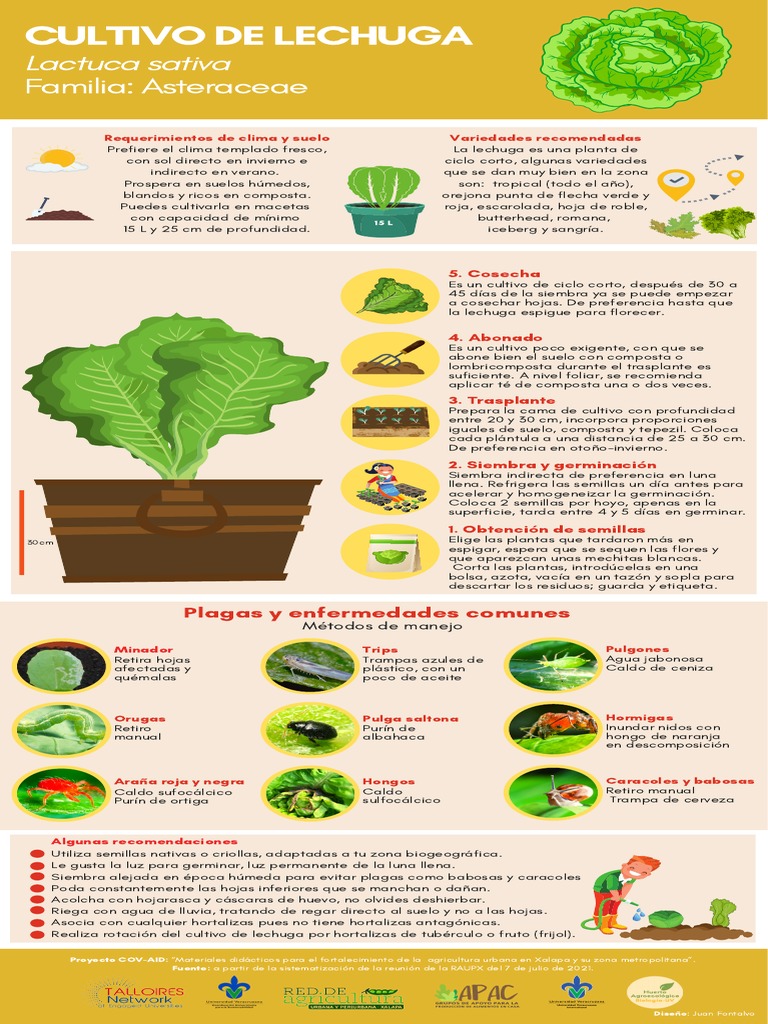 Cultivo de Lechuga | PDF | Lechuga | Botánica