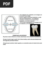 Primer Molar Inferior | PDF | Ramas de Odontología | Anatomia dental