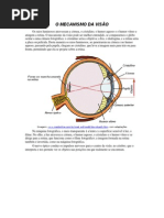 Acinetopsia | PDF | Enxaqueca | Percepção visual