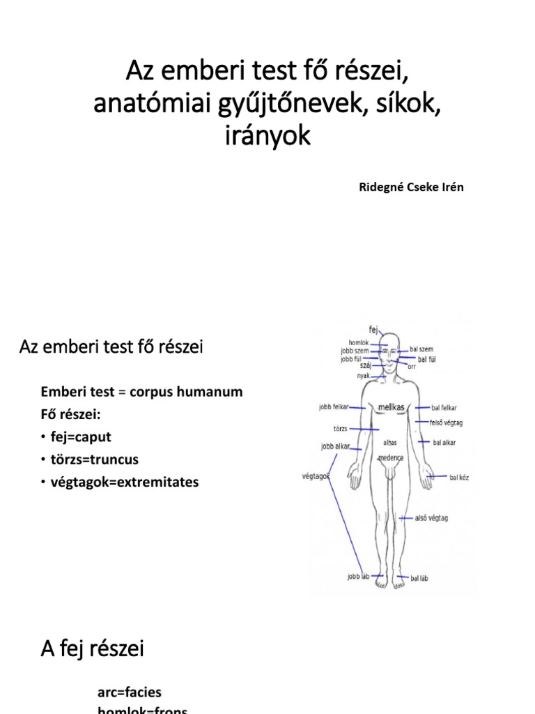 Az emberi test fő részei, anatómiai gyűjtőnevek, síkok, irányok ...