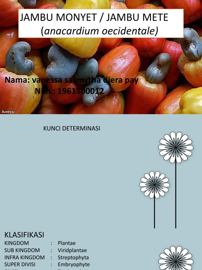 Botani Jambu Monyet | PDF