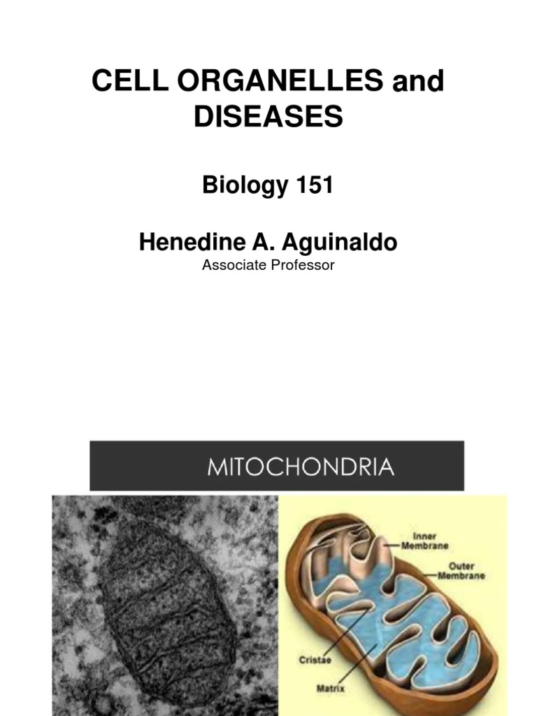CELL-ORGANELLES-AND-DISEASES | PDF