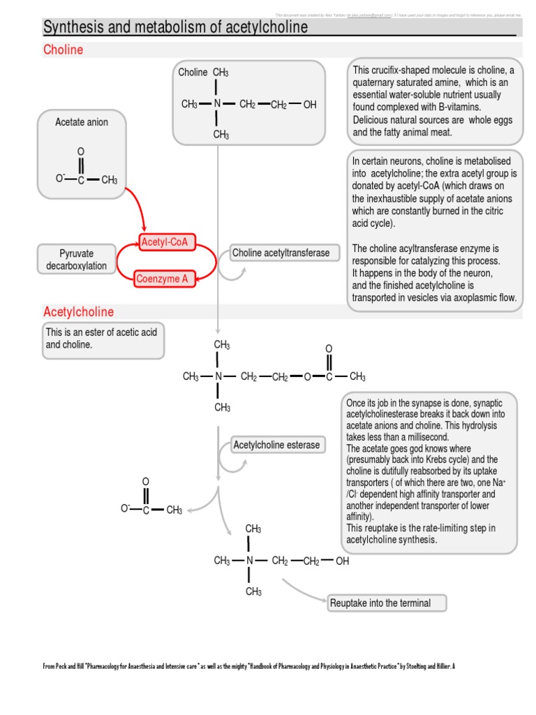 1.1 Synthesis and Metabolism of Acetylcholine | PDF | Acetylcholine ...