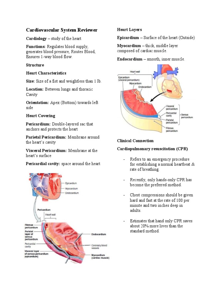 Cardiovascular System Reviewer | PDF