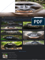 Primate Chart | PDF | Monkey | Ape