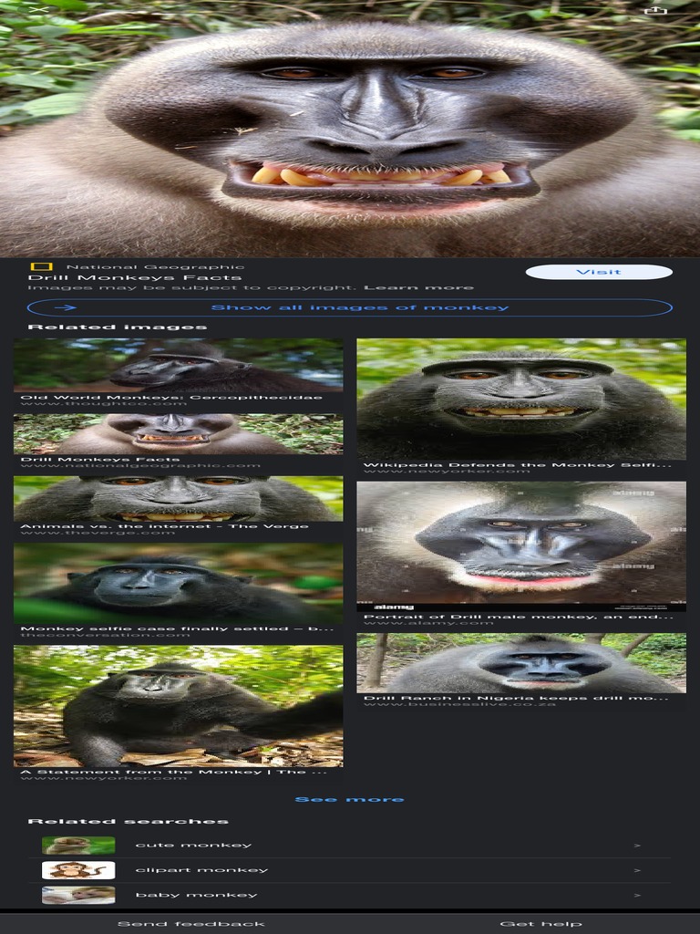 Monkey - Google Search | PDF | Monkey | Mammal Taxonomy