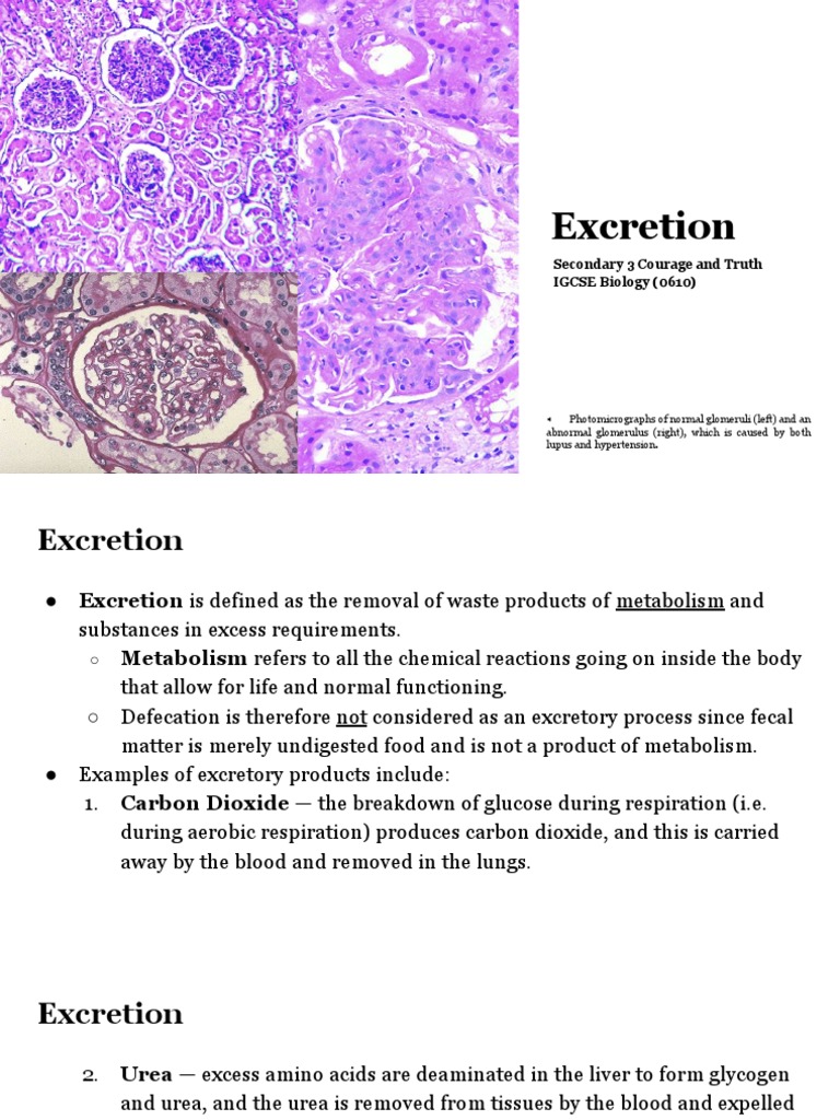 IGCSE Excretion (Updated) | PDF | Kidney | Excretion