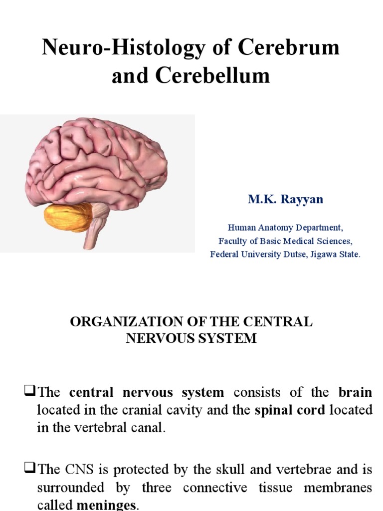 Cerebrum and Cerebellum Histology Overview | PDF | Cerebellum ...