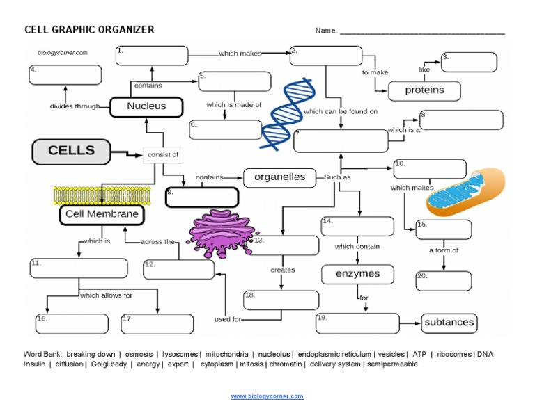 Cell Graphic Organizer | PDF