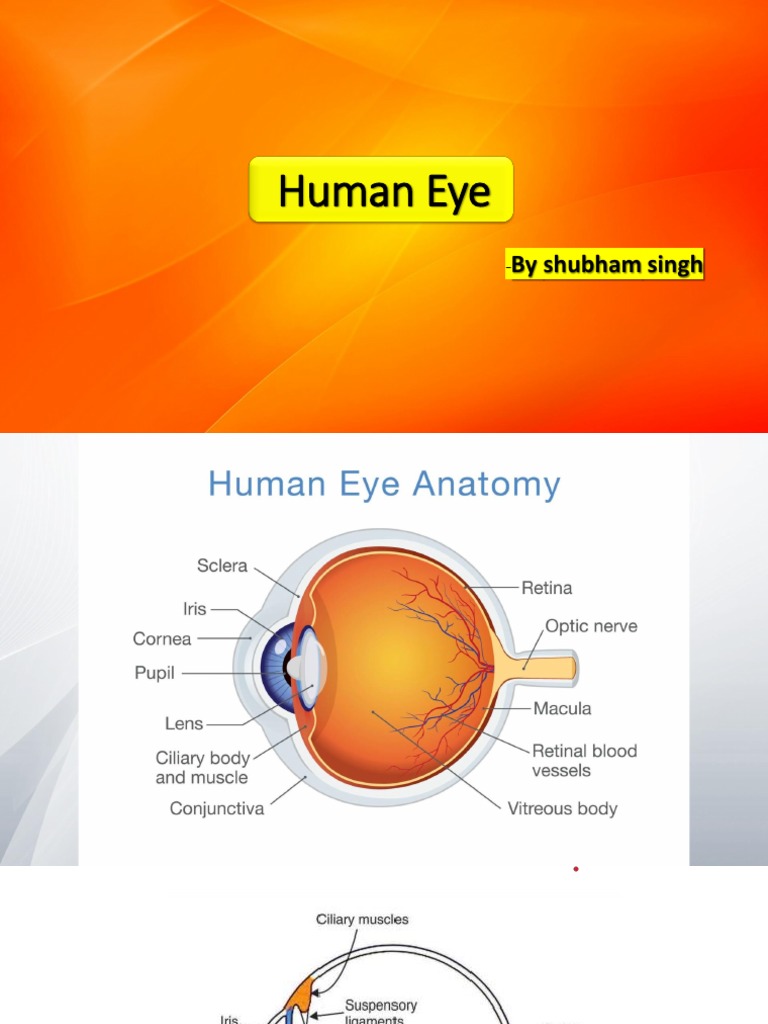 Human Eye PDF 2 | PDF | Eye | Human Eye
