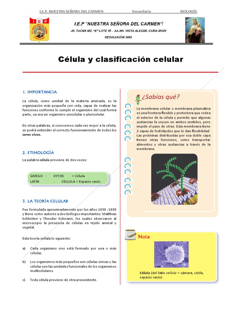 La Celula y Clasificacion Celular IG Y IIG Secundaria | PDF | Biología ...