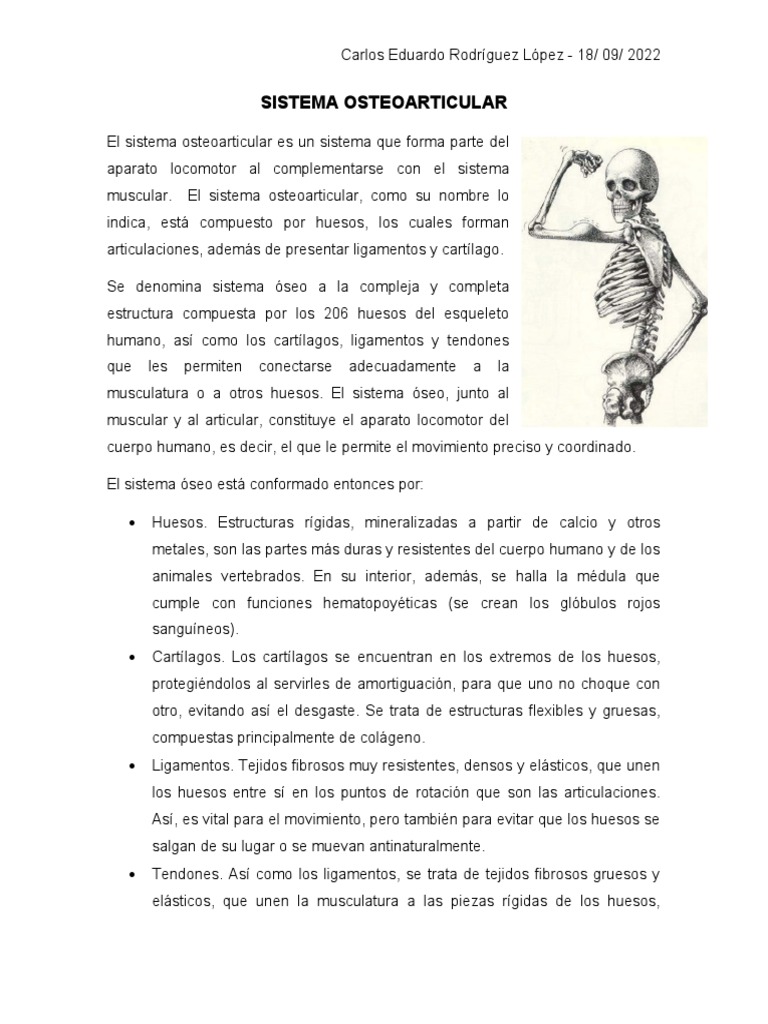 Sistema Osteoarticular | PDF | Hueso | Articulación