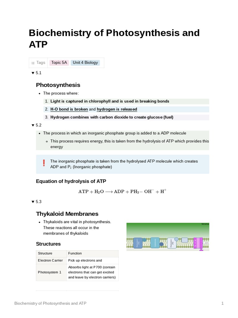 Summary of Topic 5a Biology Edexcel | PDF | Photosynthesis | Cellular ...