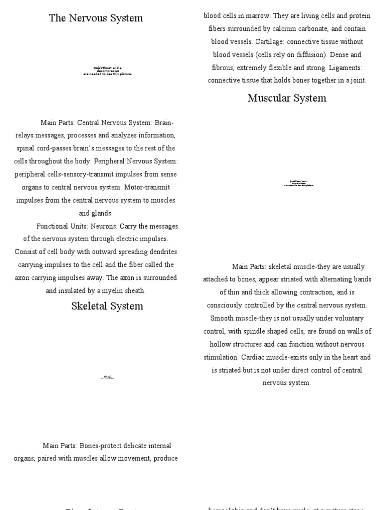 Body Systems Poster | PDF | Nervous System | Heart