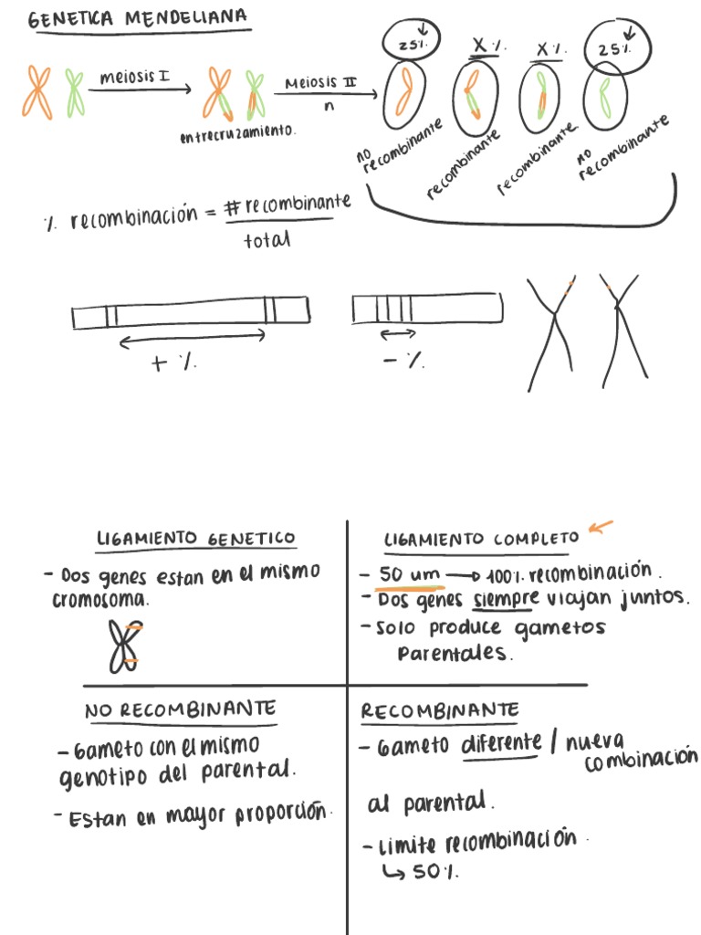 Ligamiento Genetico Y Mapas | PDF | Procesos biologicos | Bioquímica