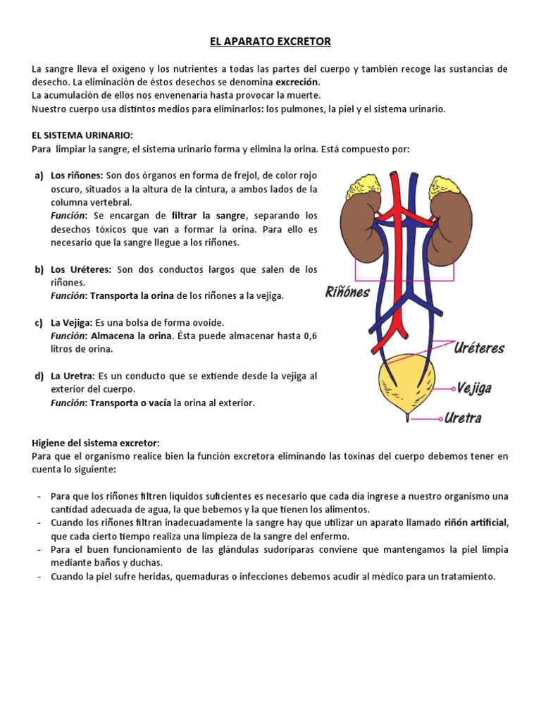 El Aparato Excretor - 5to | PDF | Sistema urinario | Orina