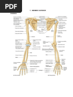 Apófisis Coracoides | PDF | Hombro | Extremidades (anatomía)